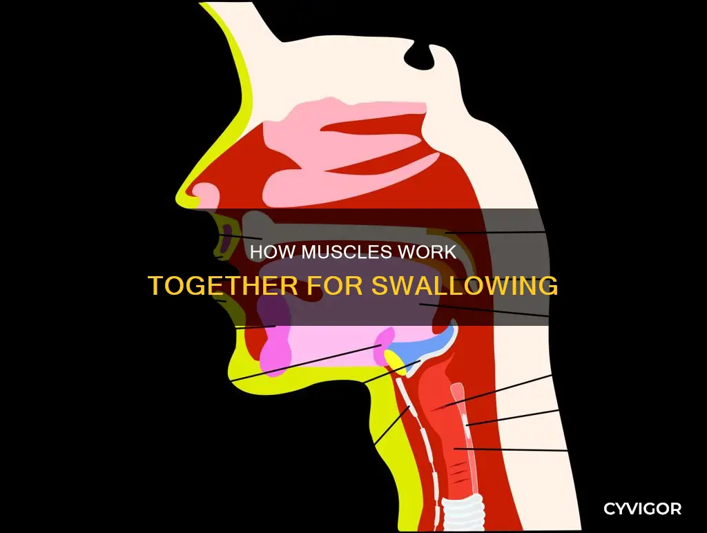 How Muscles Work Together For Swallowing | CyVigor