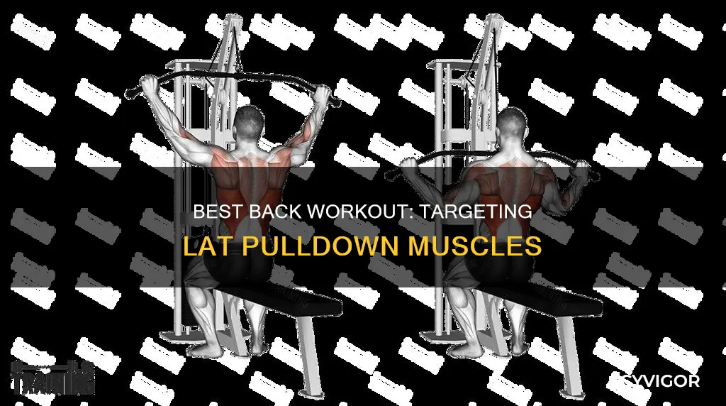 Best Back Workout: Targeting Lat Pulldown Muscles | CyVigor