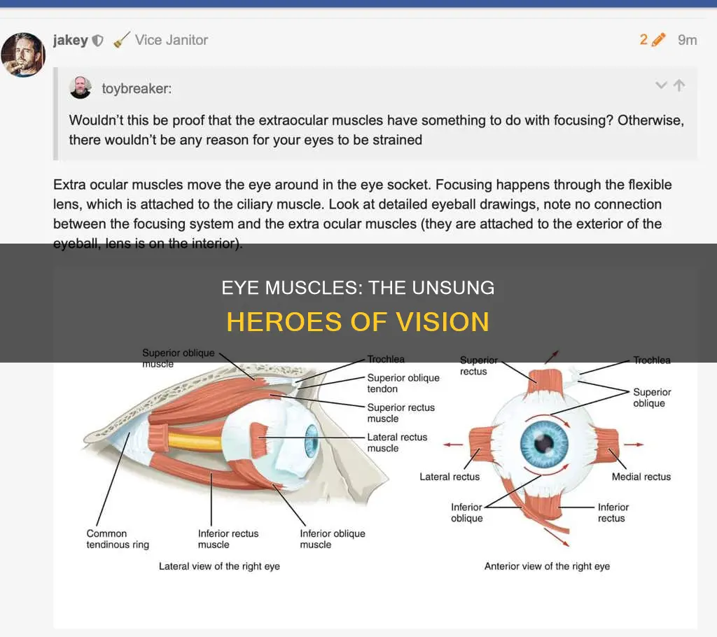 Eye Muscles: The Unsung Heroes Of Vision | CyVigor