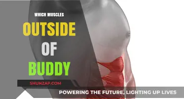 Head Stability: The Muscles That Keep Your Head Up | CyVigor