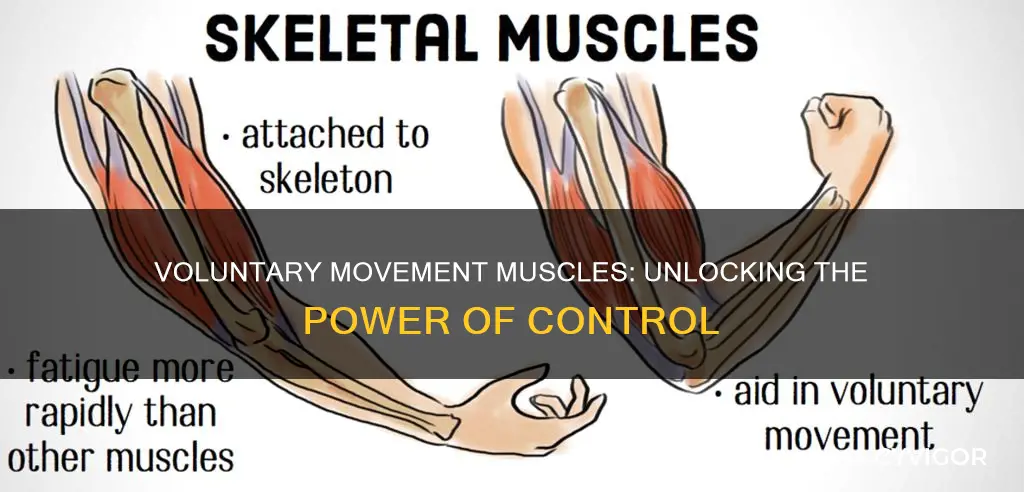 Voluntary Movement Muscles: Unlocking The Power Of Control | CyVigor