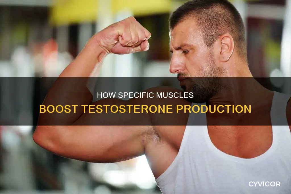 How Specific Muscles Boost Testosterone Production | CyVigor
