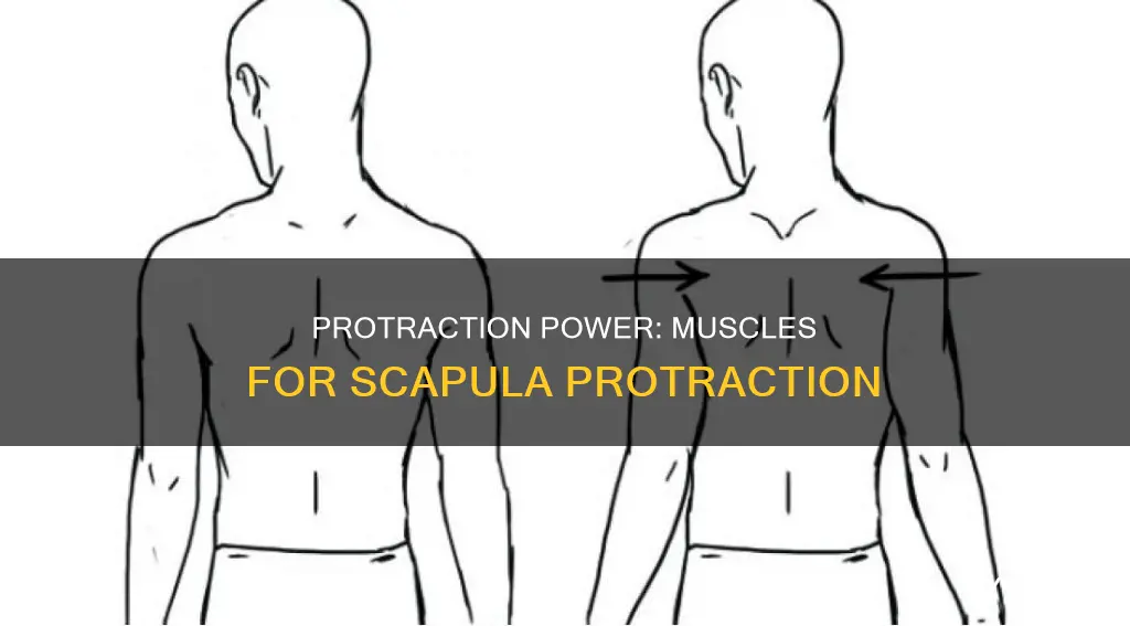 Protraction Power: Muscles For Scapula Protraction | CyVigor