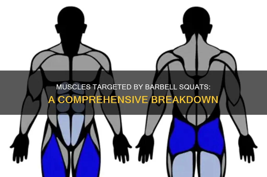 Muscles Targeted By Barbell Squats: A Comprehensive Breakdown | CyVigor