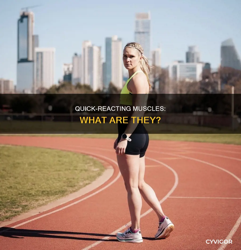 Quick-Reacting Muscles: What Are They? | CyVigor