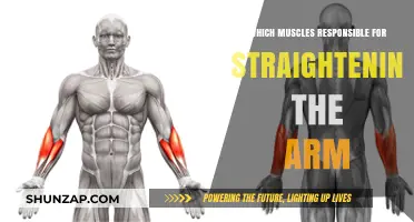 Arm And Hand Muscles: A Comprehensive Guide To Their Anatomy | CyVigor
