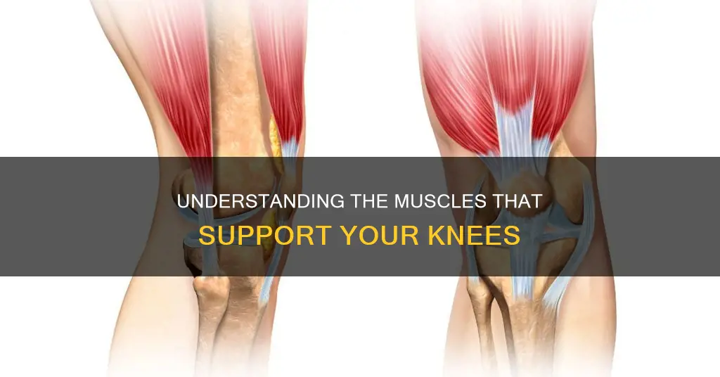 Understanding The Muscles That Support Your Knees | CyVigor