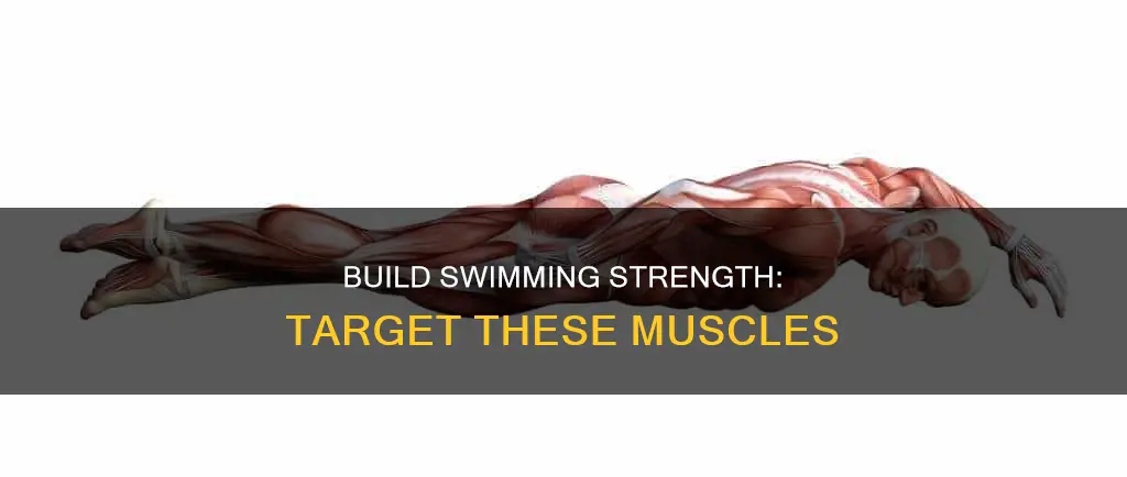 Build Swimming Strength: Target These Muscles | CyVigor
