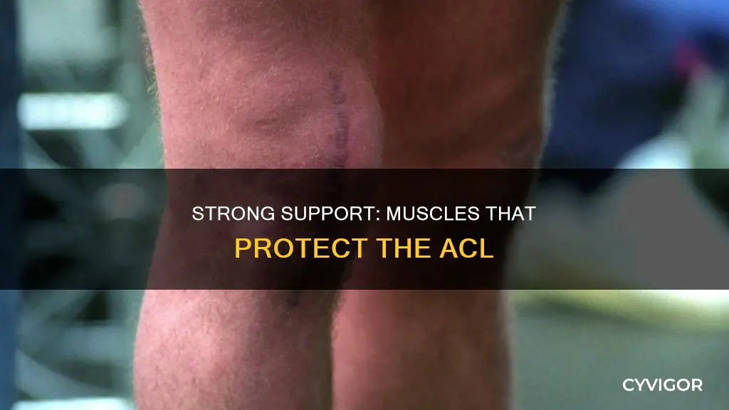 Strong Support: Muscles That Protect The Acl | CyVigor