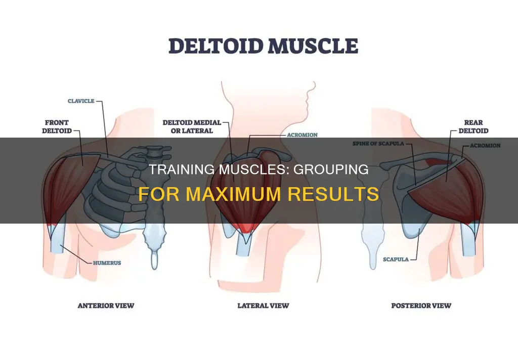 Training Muscles: Grouping For Maximum Results | CyVigor