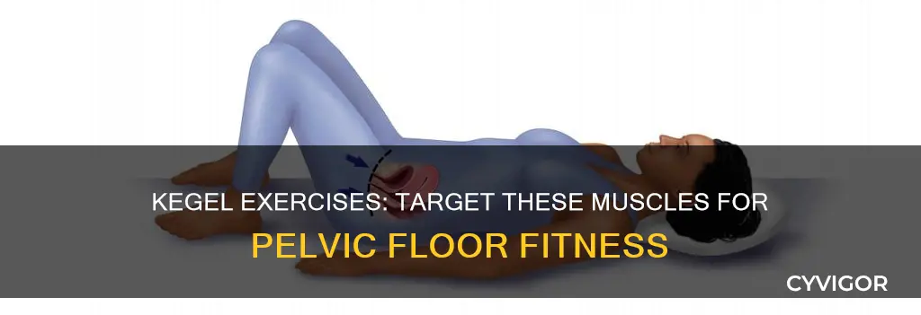 Kegel Exercises: Target These Muscles For Pelvic Floor Fitness | CyVigor