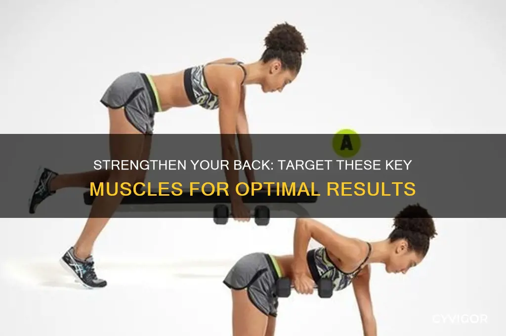 Strengthen Your Back: Target These Key Muscles For Optimal Results ...