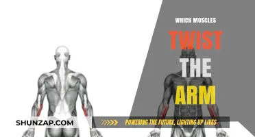 Muscles That Flex Your Elbow: Understanding Arm Bending Mechanics | CyVigor