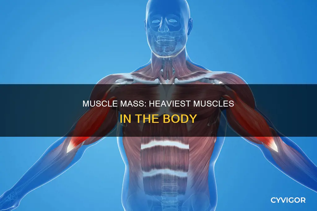 Muscle Mass: Heaviest Muscles In The Body | CyVigor