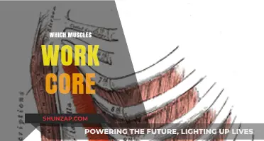 Muscles Behind The Pucker: Understanding Lip Movement And Function ...