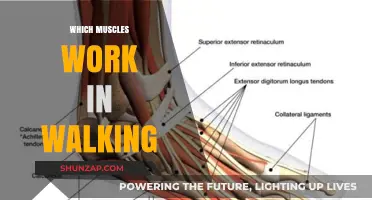 Understanding Fixator Muscles: Their Role And Function In Movement ...