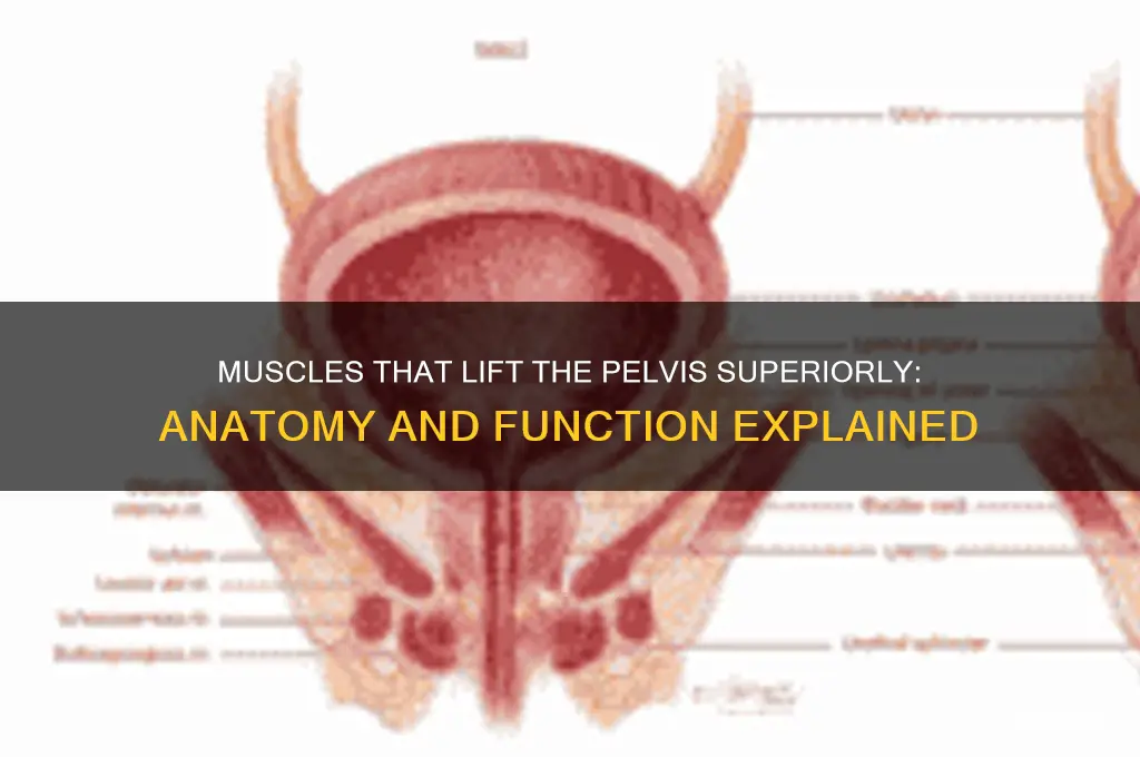 Muscles That Lift The Pelvis Superiorly: Anatomy And Function Explained ...