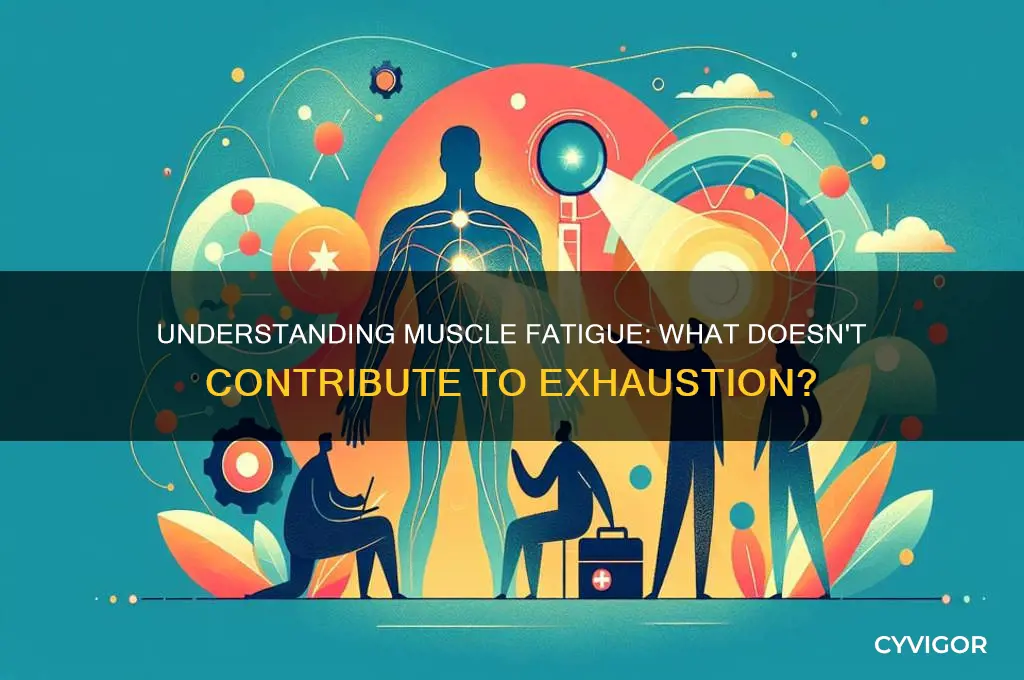 Understanding Muscle Fatigue: What Doesn't Contribute To Exhaustion ...