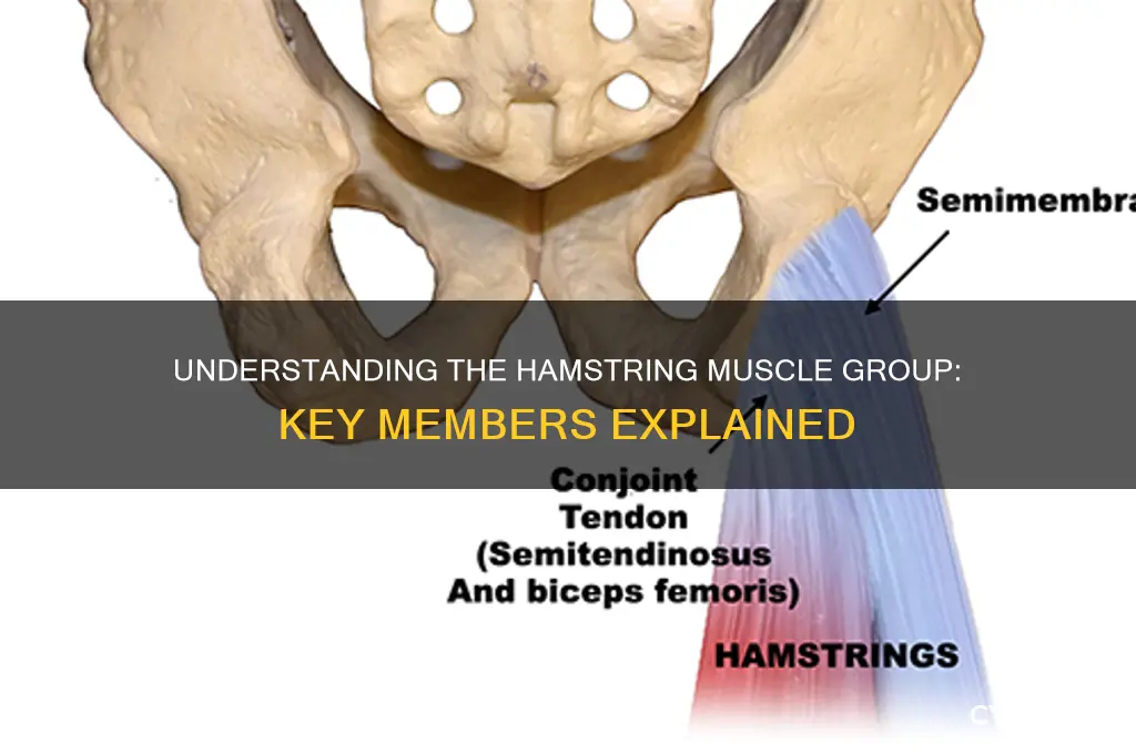 Understanding The Hamstring Muscle Group: Key Members Explained | CyVigor