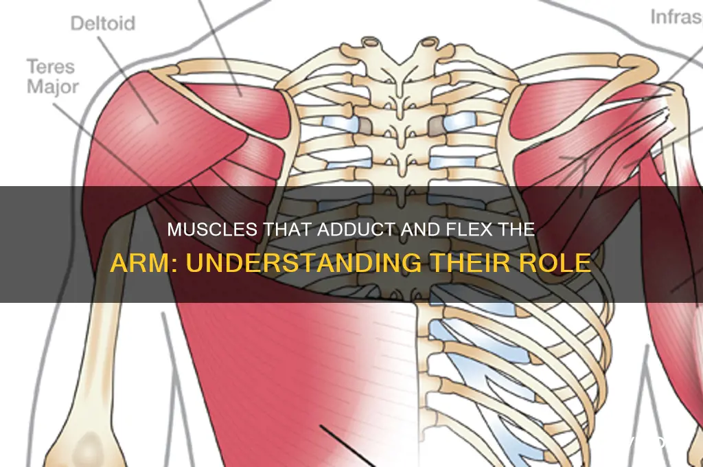 Muscles That Adduct And Flex The Arm: Understanding Their Role | CyVigor