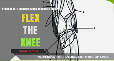 Key Muscles Responsible For Flexing The Knee Joint Explained | CyVigor