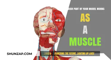Muscles Behind The Pucker: Understanding Lip Movement And Function ...