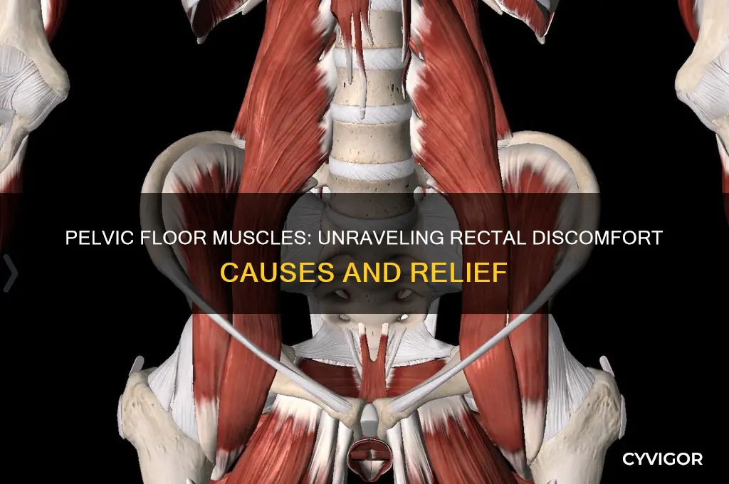 Pelvic Floor Muscles: Unraveling Rectal Discomfort Causes And Relief ...