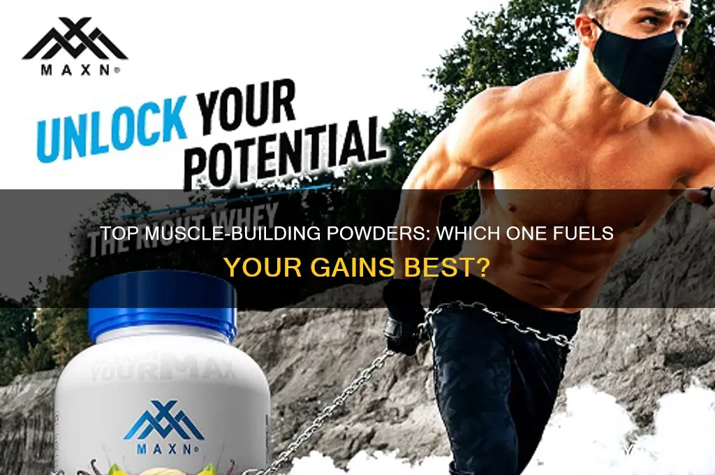 Top Muscle-Building Powders: Which One Fuels Your Gains Best? | CyVigor