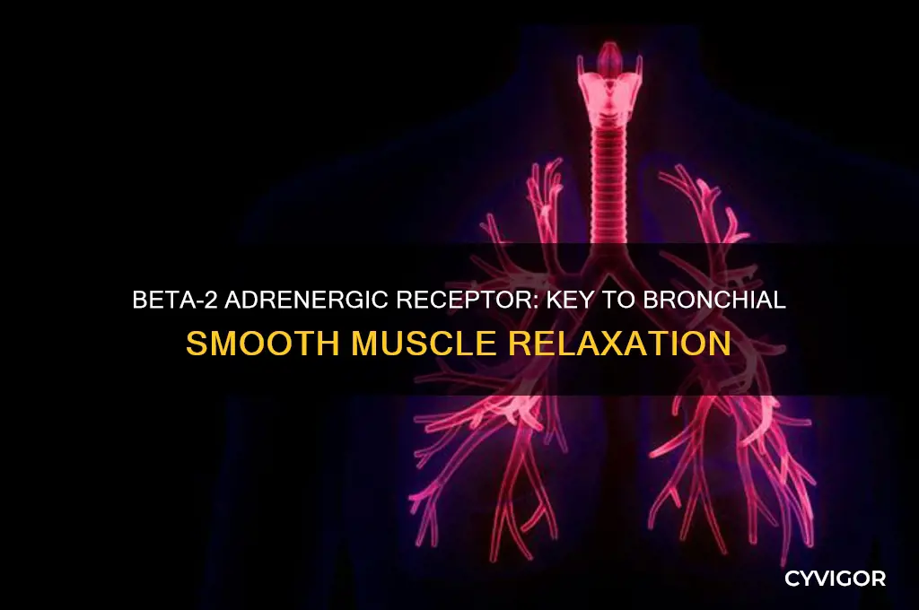 Beta-2 Adrenergic Receptor: Key To Bronchial Smooth Muscle Relaxation ...