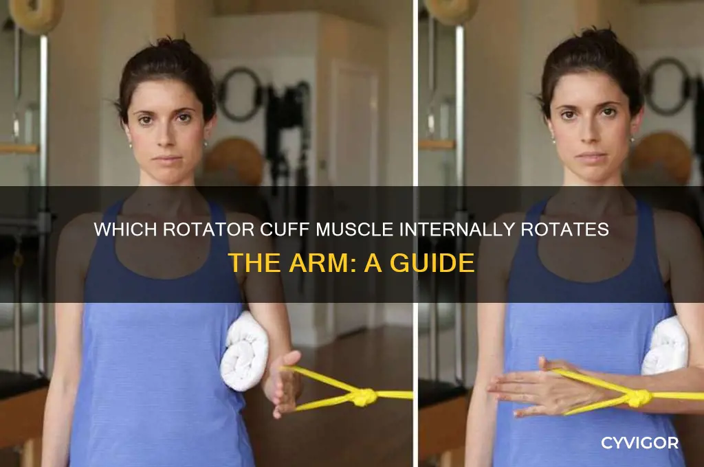 Which Rotator Cuff Muscle Internally Rotates The Arm: A Guide | CyVigor