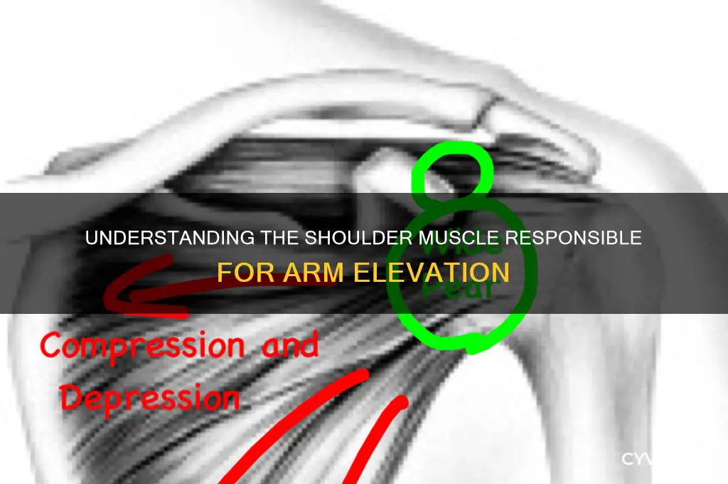 Understanding The Shoulder Muscle Responsible For Arm Elevation | CyVigor