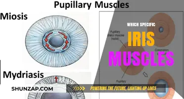 Left Vs Right: Uncovering Muscle Asymmetry | CyVigor