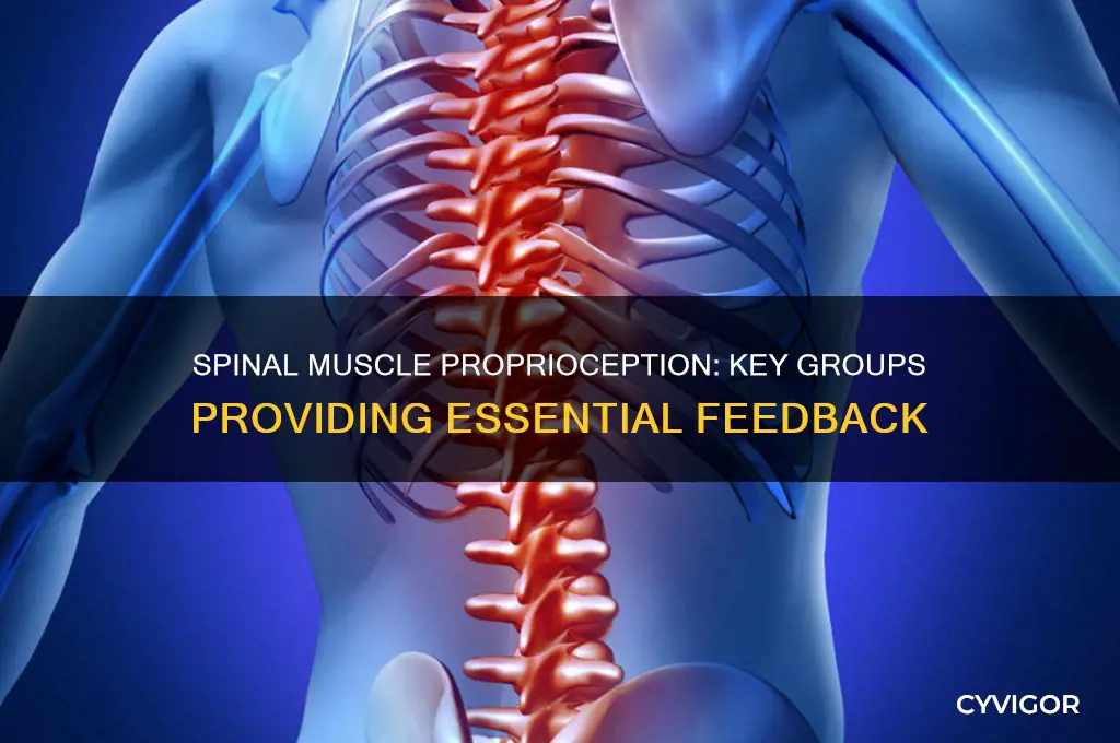 Spinal Muscle Proprioception: Key Groups Providing Essential Feedback ...