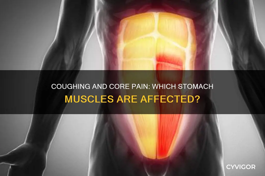 Coughing And Core Pain: Which Stomach Muscles Are Affected? | CyVigor