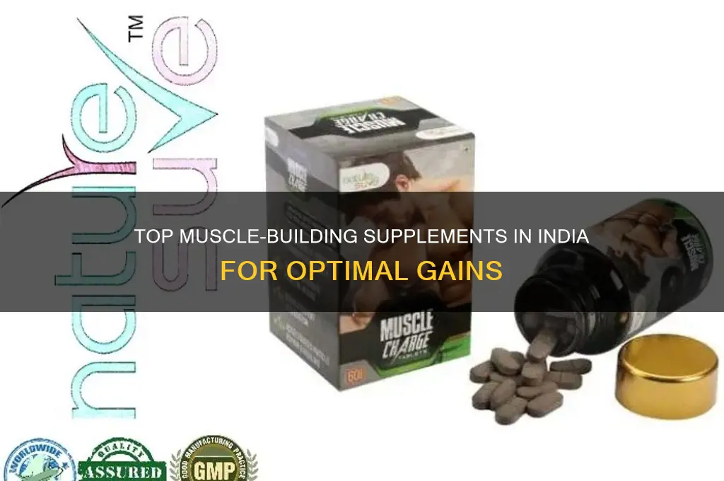 Top Muscle-Building Supplements In India For Optimal Gains | CyVigor