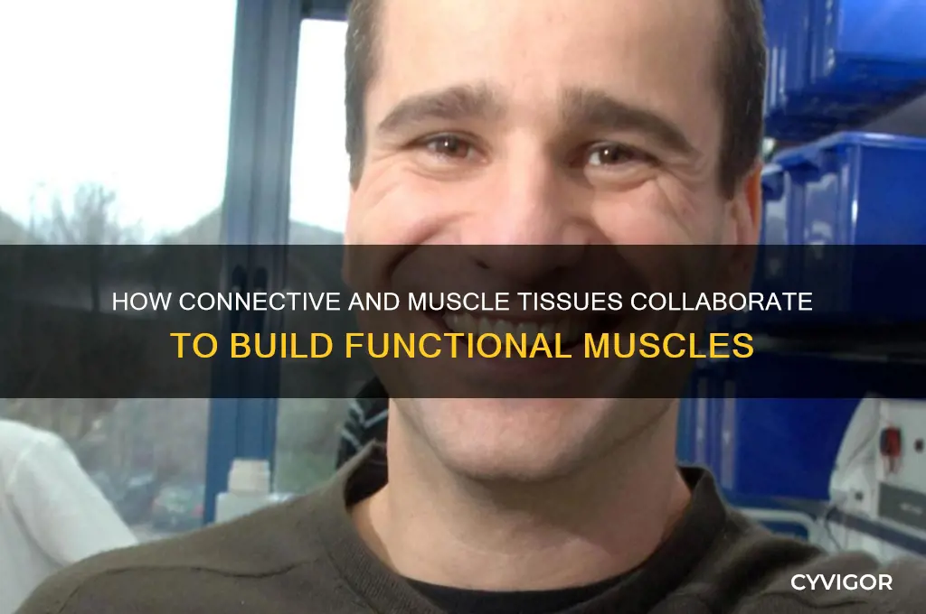 How Connective And Muscle Tissues Collaborate To Build Functional ...