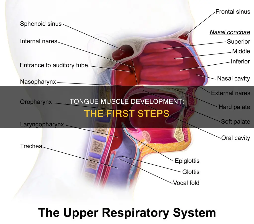 Tongue Muscle Development: The First Steps | CyVigor