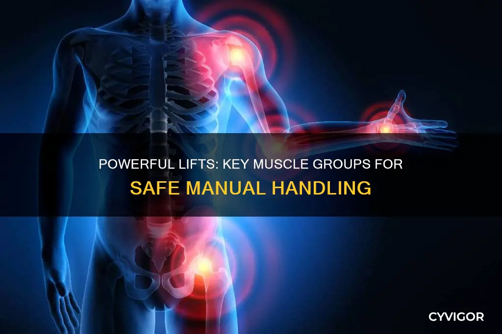 Powerful Lifts: Key Muscle Groups For Safe Manual Handling | CyVigor