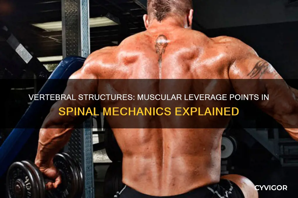 Vertebral Structures: Muscular Leverage Points In Spinal Mechanics ...