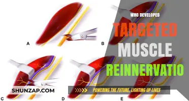 Muscle Mass Marvels: Who Has The Most? | CyVigor