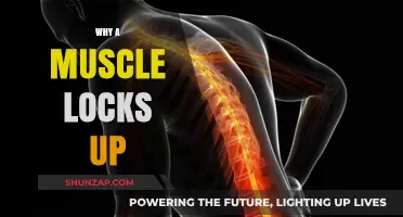 Uneven Abs: Why Muscles Develop Asymmetrically | CyVigor