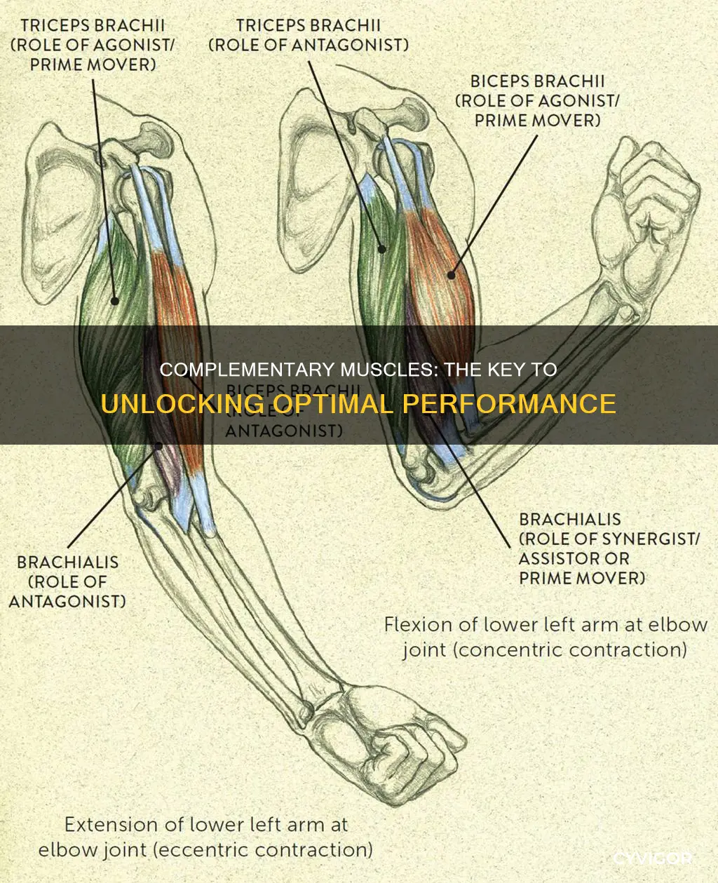 Complementary Muscles: The Key To Unlocking Optimal Performance | CyVigor