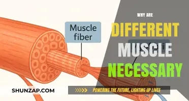 The Red Mystery: Muscle Fibers Explained | CyVigor