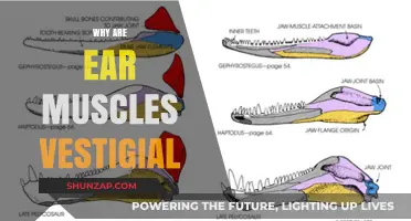 Muscle Attachments: Bones, Tendons, And Movement | CyVigor