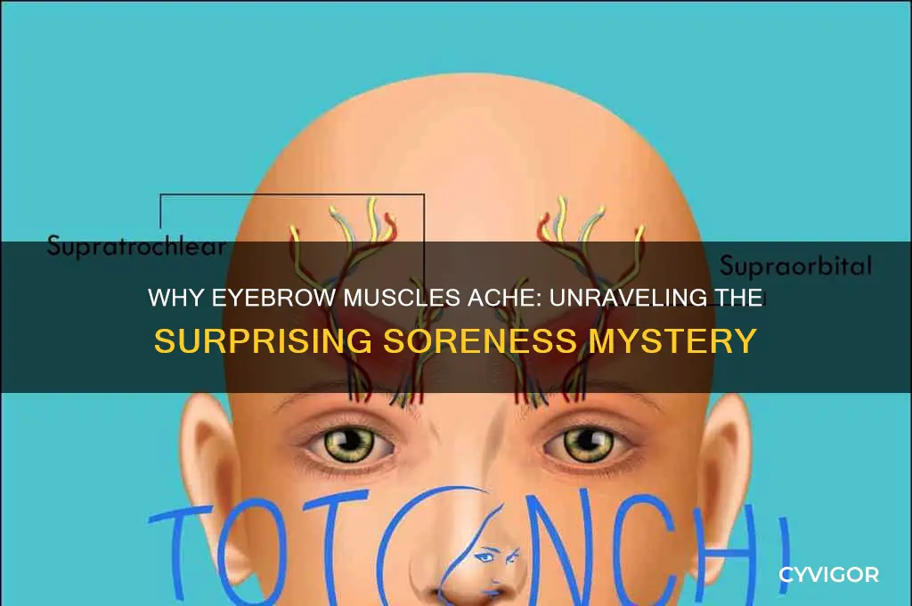Why Eyebrow Muscles Ache: Unraveling The Surprising Soreness Mystery ...
