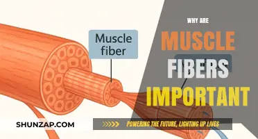 The Branching Cardiac Muscle Mystery: Why The Unique Structure? | CyVigor