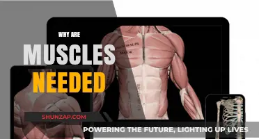 The Red Mystery: Muscle Fibers Explained | CyVigor