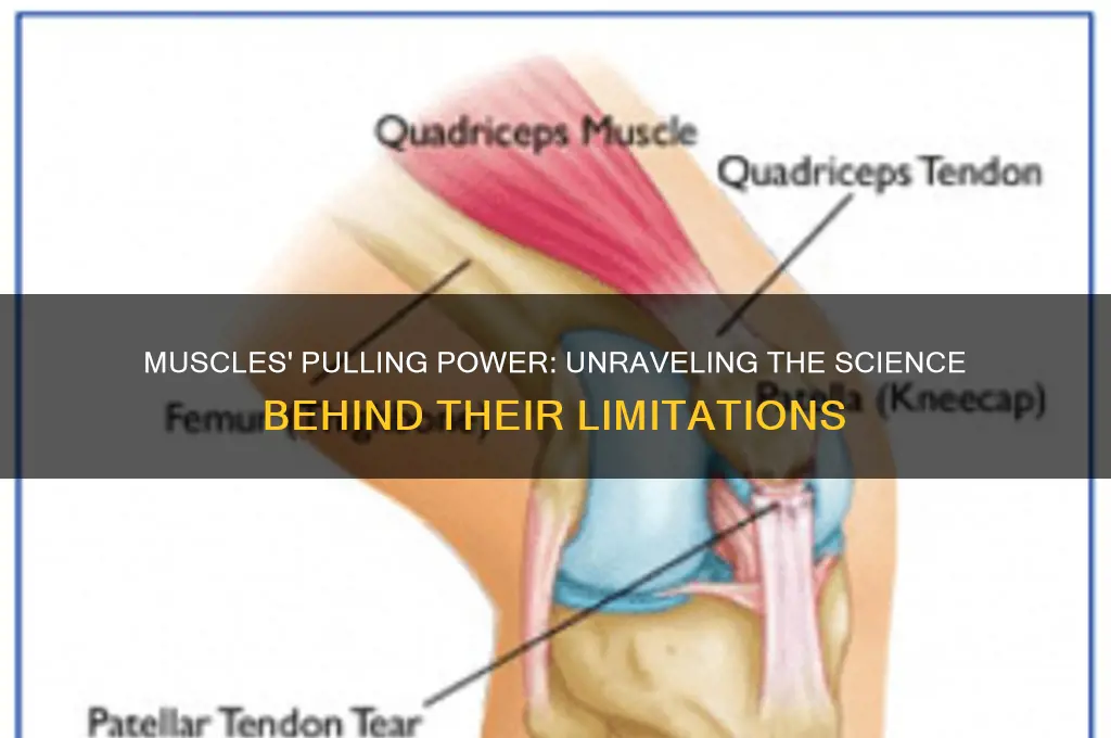 Muscles' Pulling Power: Unraveling The Science Behind Their Limitations ...