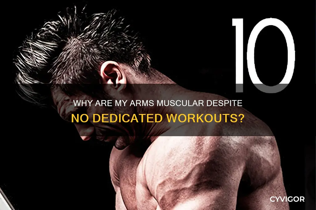 Why Are My Arms Muscular Despite No Dedicated Workouts? | CyVigor