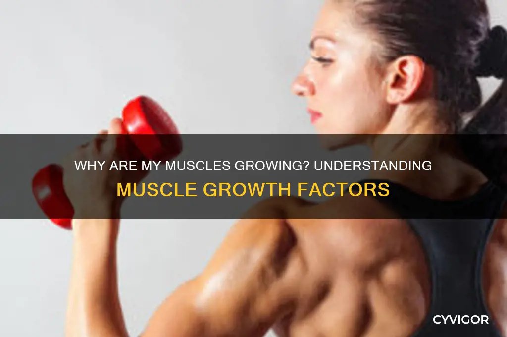 Why Are My Muscles Growing? Understanding Muscle Growth Factors | CyVigor